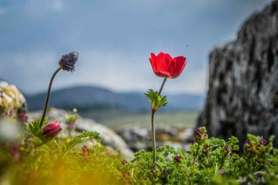 Trem Global | Plantes endémiques et flore de Turquie